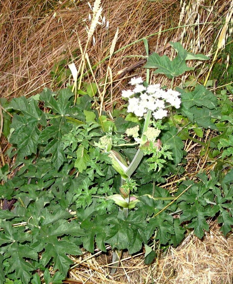 20 Plantes sauvages comestibles de survie: Guide pour la collecte et la ...